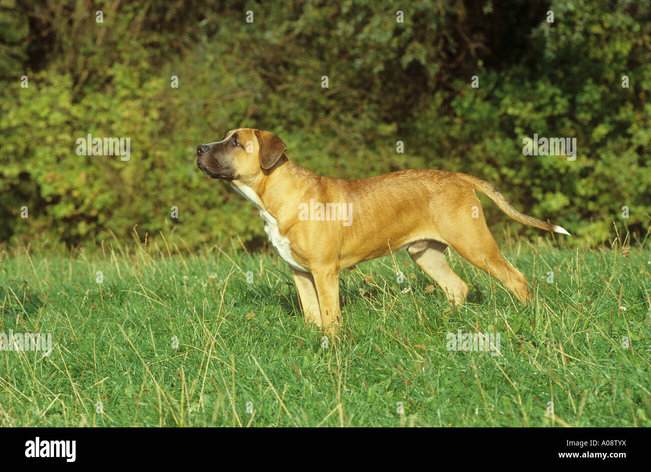 Spanish Alano Breeders