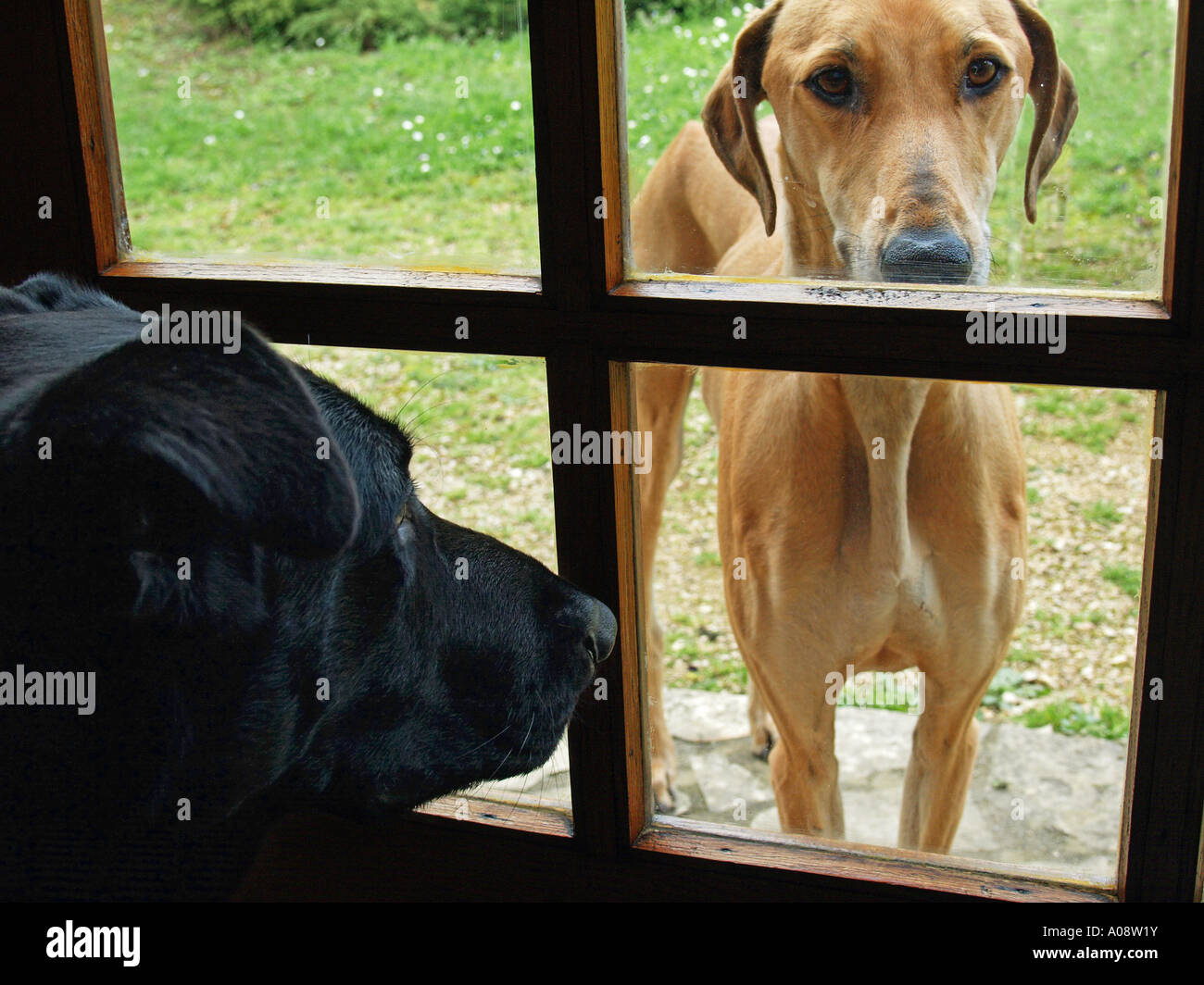 She-dog (Labrador) in heat inside - male Sloughi standing outside Stock ...