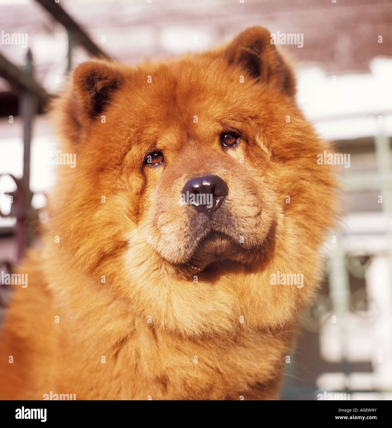 Chow chow portrait hi-res stock photography and images - Alamy