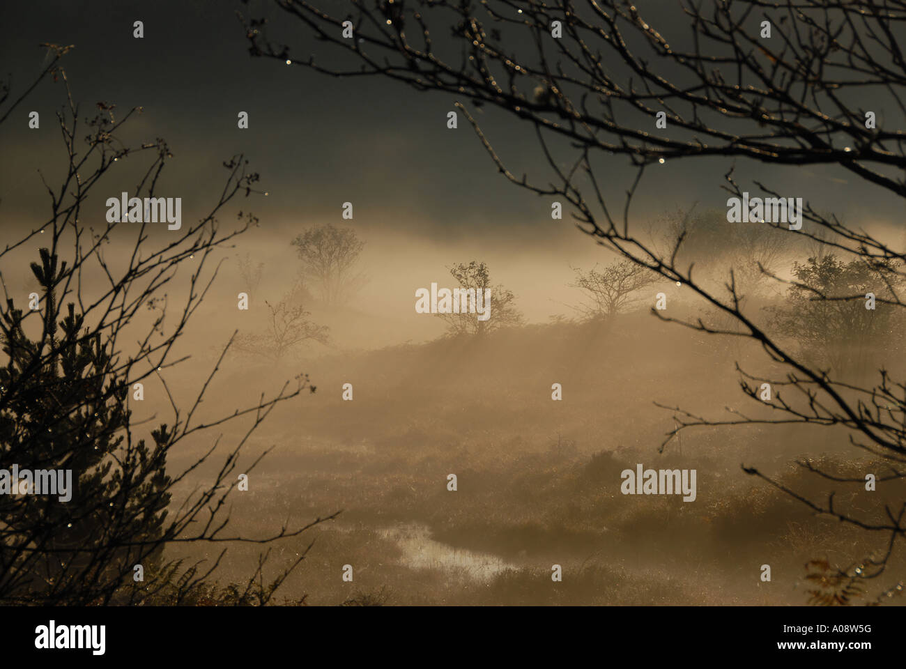 Misty Sunset Gwydyr Forest Conwy Valley Snowdonia North West Wales ...