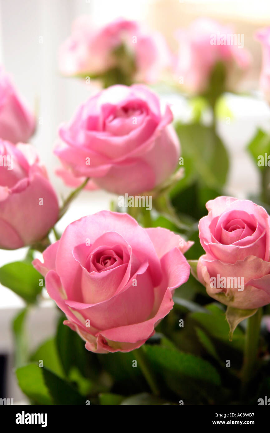 Bouquet fresh pink roses hi-res stock photography and images - Alamy