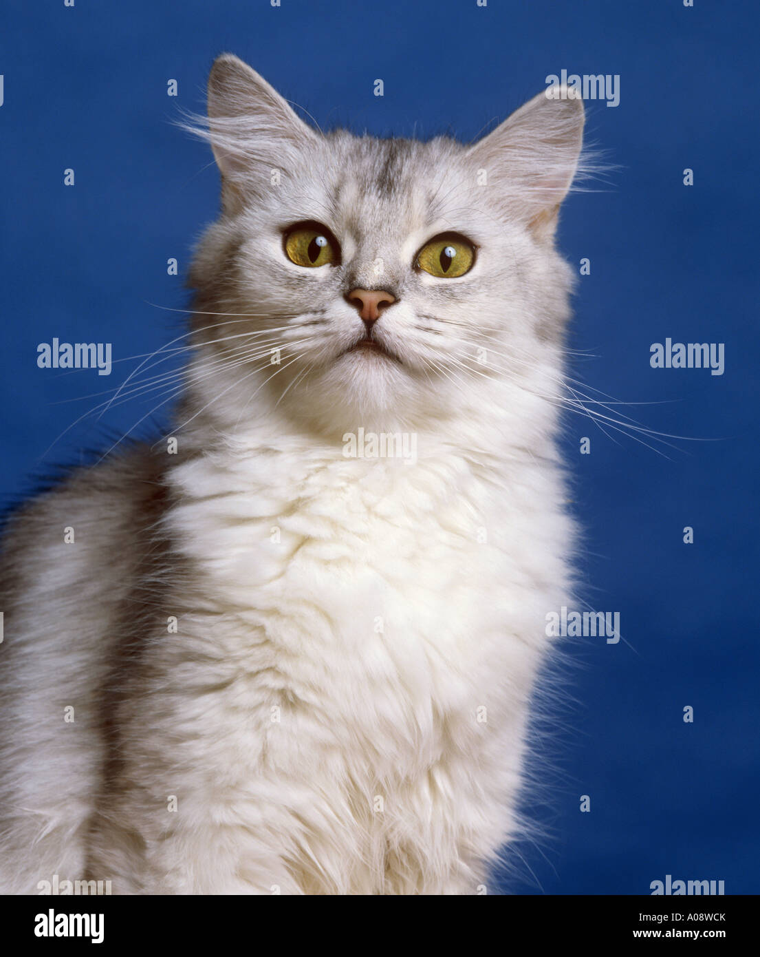 Half portrait cat hi-res stock photography and images - Alamy