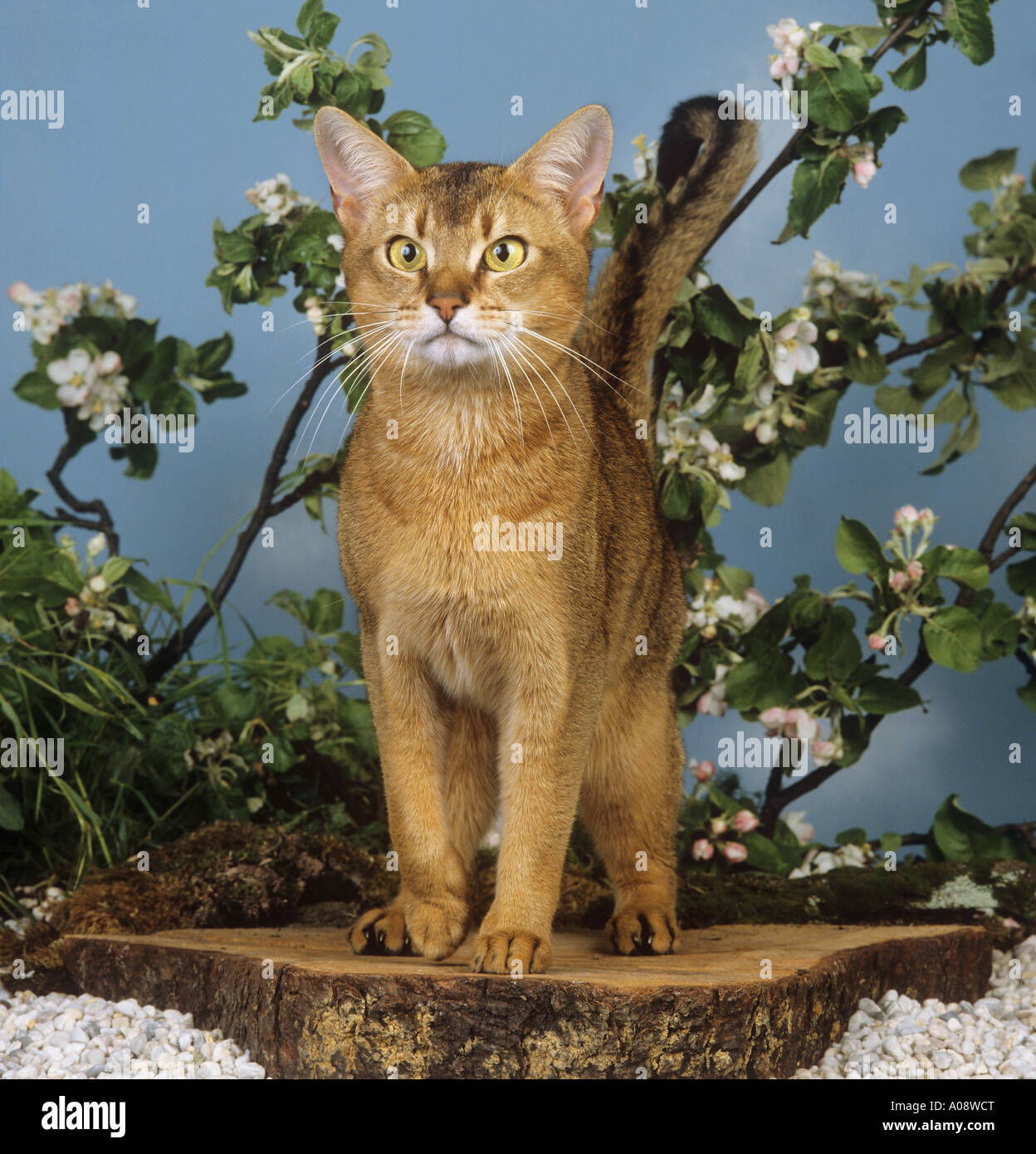 Abyssinian cat with cat tree hi-res stock photography and images - Alamy