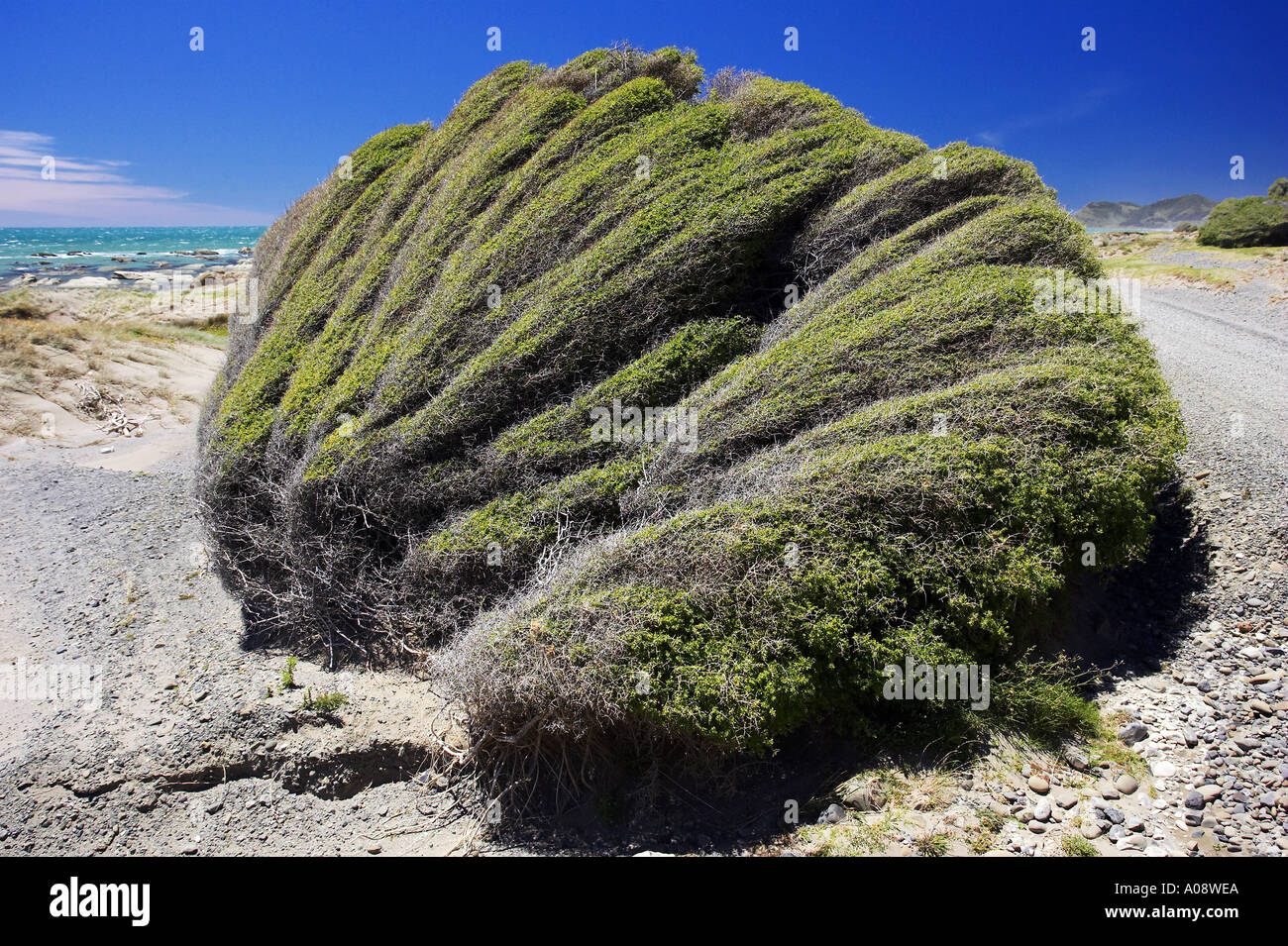 Tree shaped by wind near Te Araroa Eastland New Zealand Stock Photo - Alamy