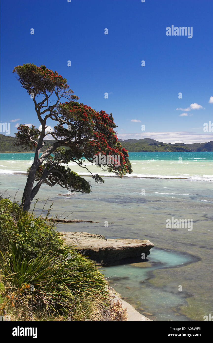 Pohutukawa Tree near Te Araroa Eastland New Zealand Stock Photo - Alamy