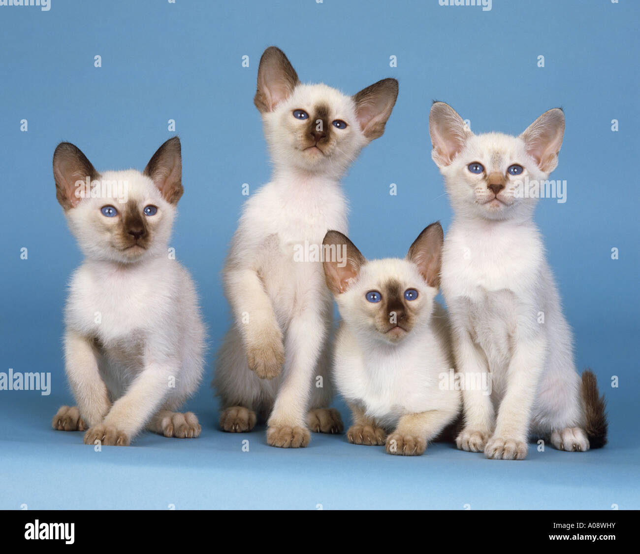 Siamese kittens hi-res stock photography and images - Alamy
