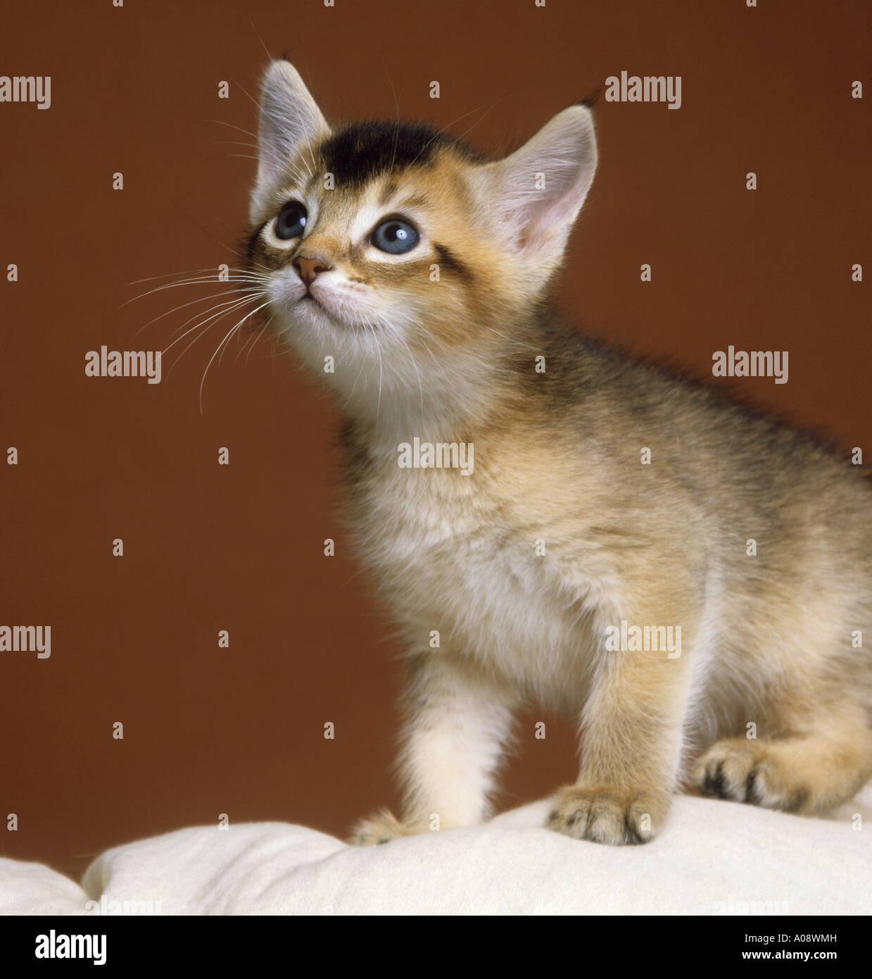 Somalian cat portrait hi-res stock photography and images - Alamy