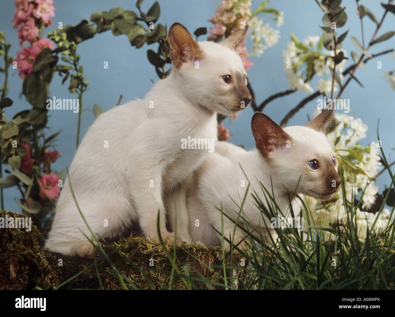 2 young Siamese cats Stock Photo - Alamy
