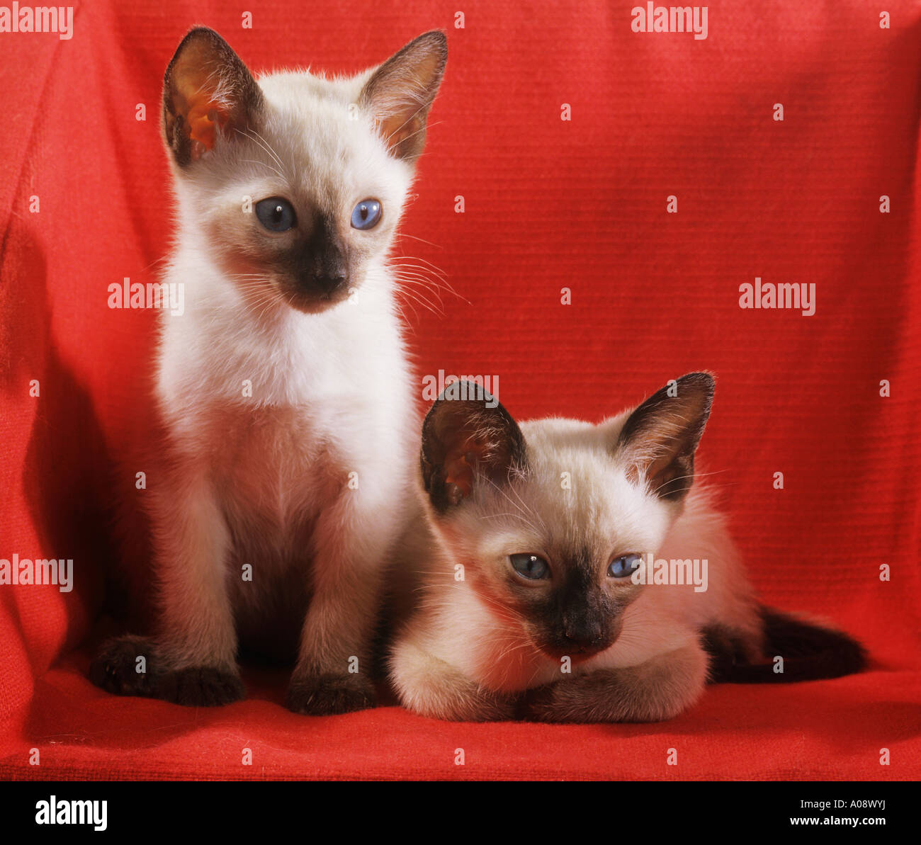2 young Siamese cats ( bluepoint Stock Photo - Alamy