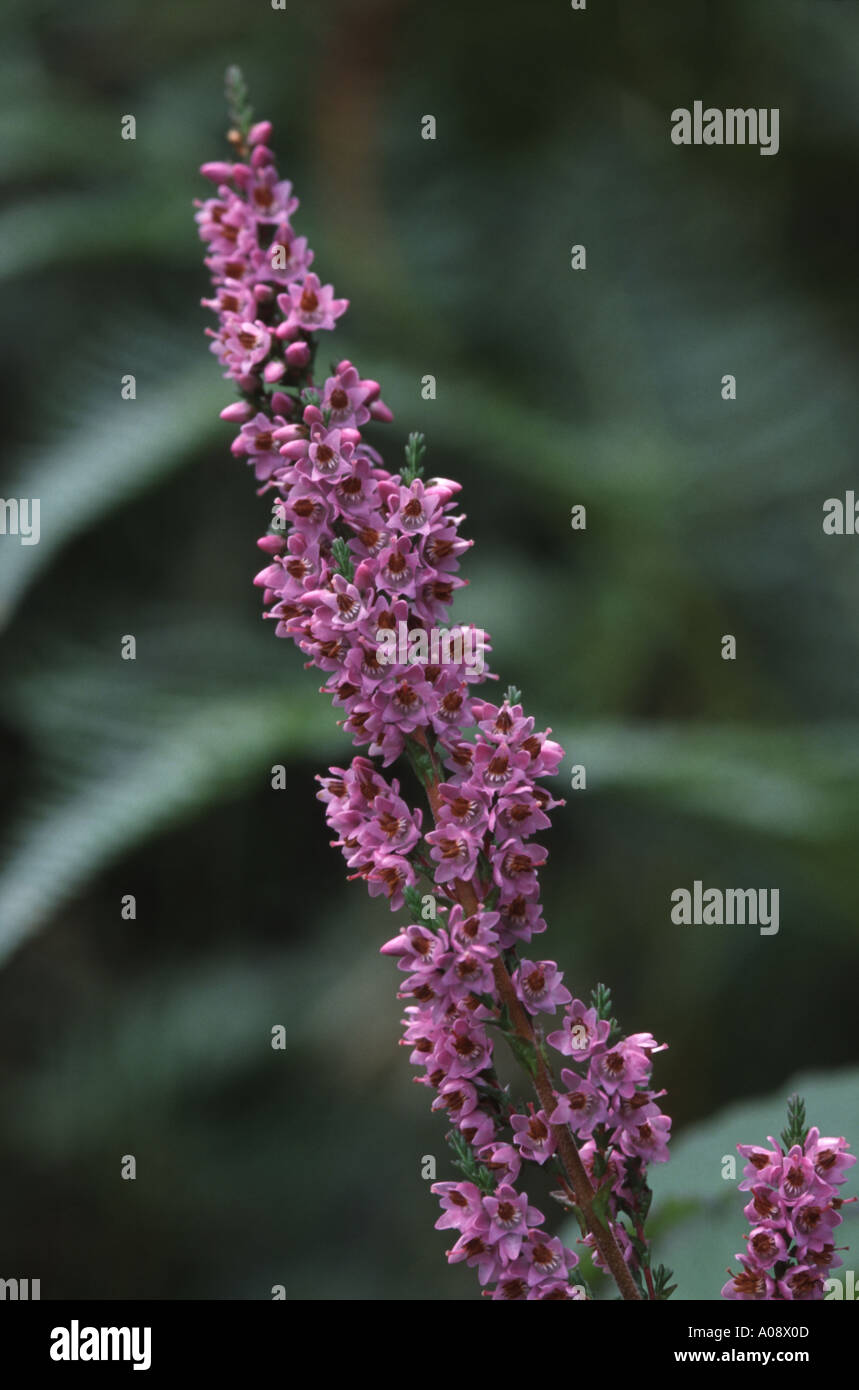 Ling, Calluna vulgaris Stock Photo - Alamy