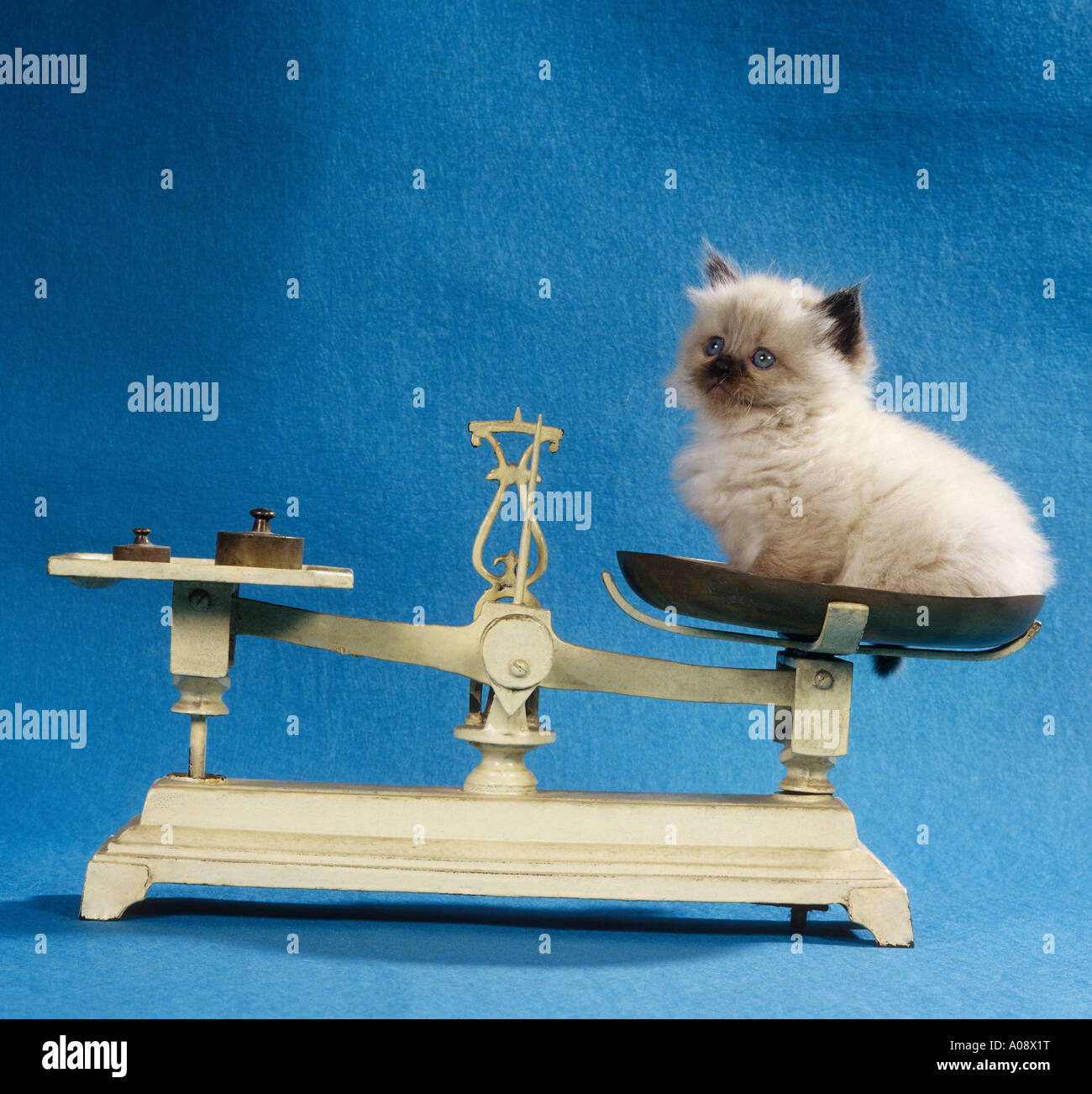 Persian kitten ( colourpoint ) - on scale Stock Photo - Alamy