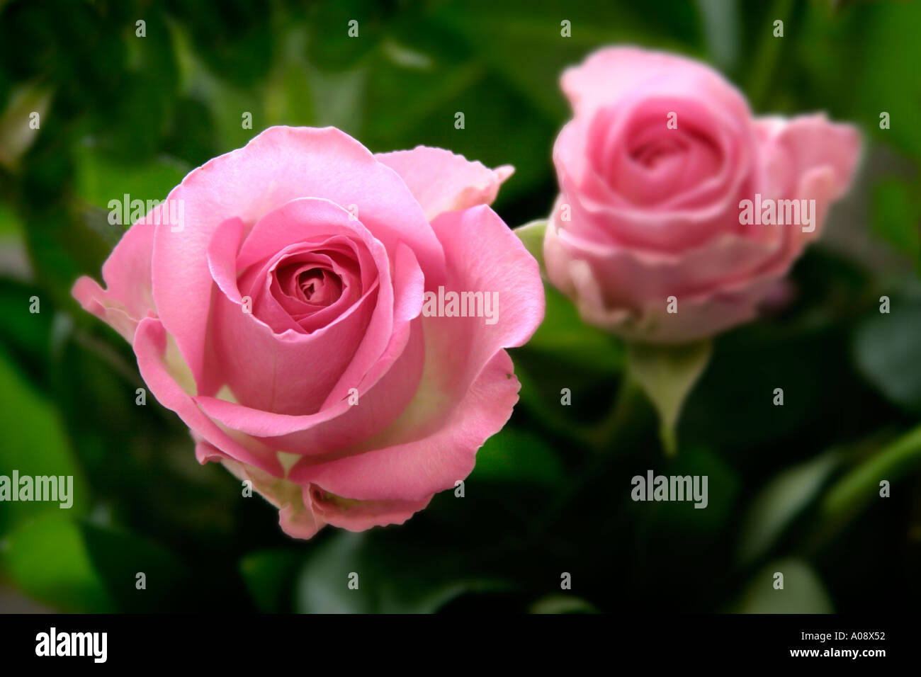 Two color roses hi-res stock photography and images - Alamy