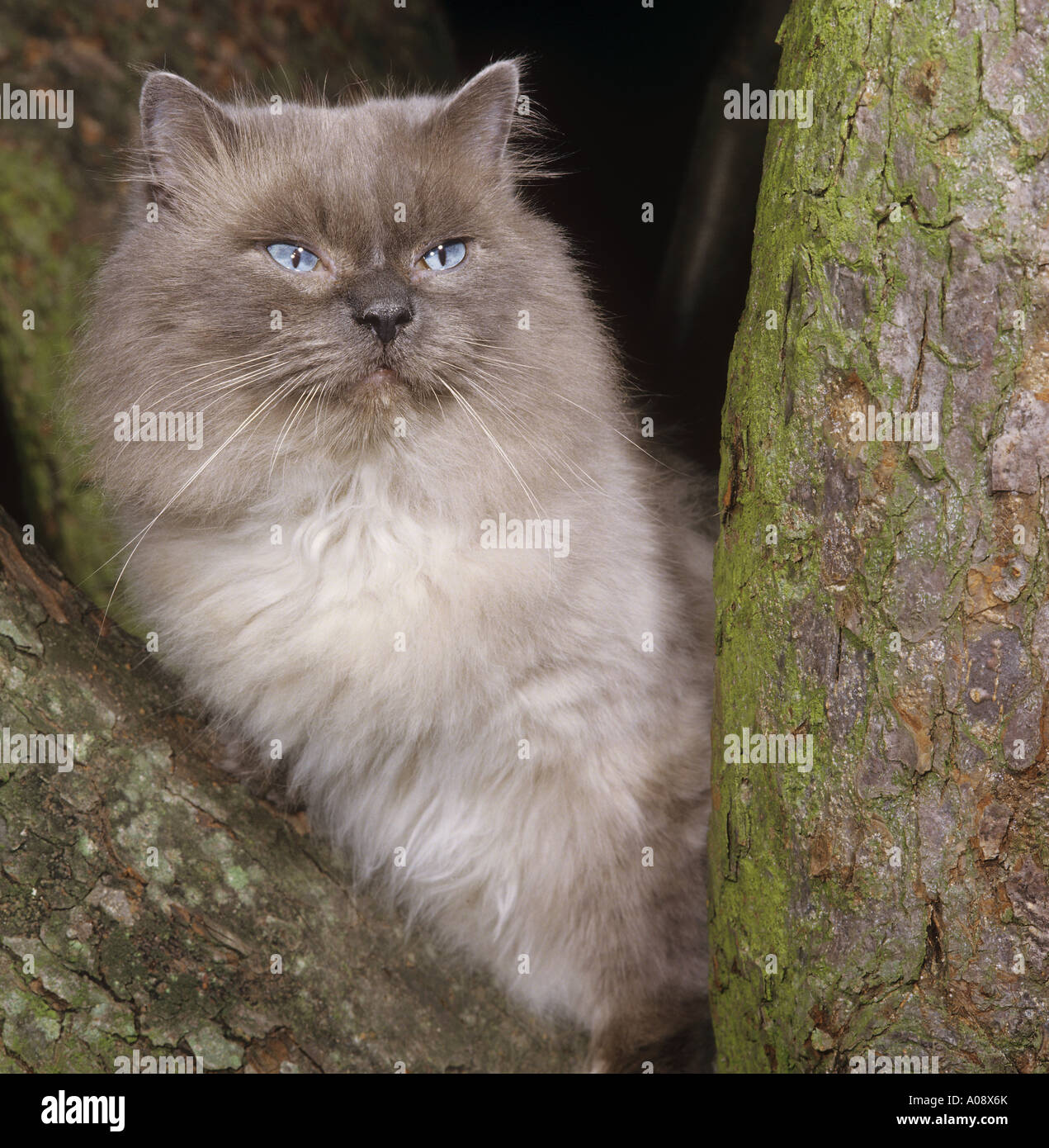 Colourpoint bluepoint hi-res stock photography and images - Alamy