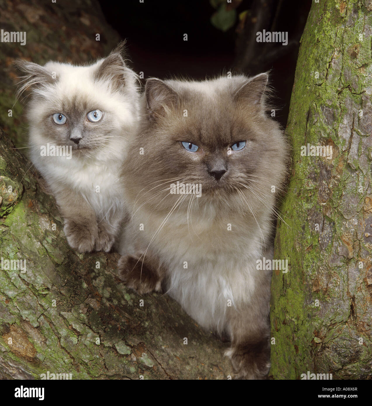 Persian cat (colourpoint-bluepoint). Adult with kitten in the fork of a ...