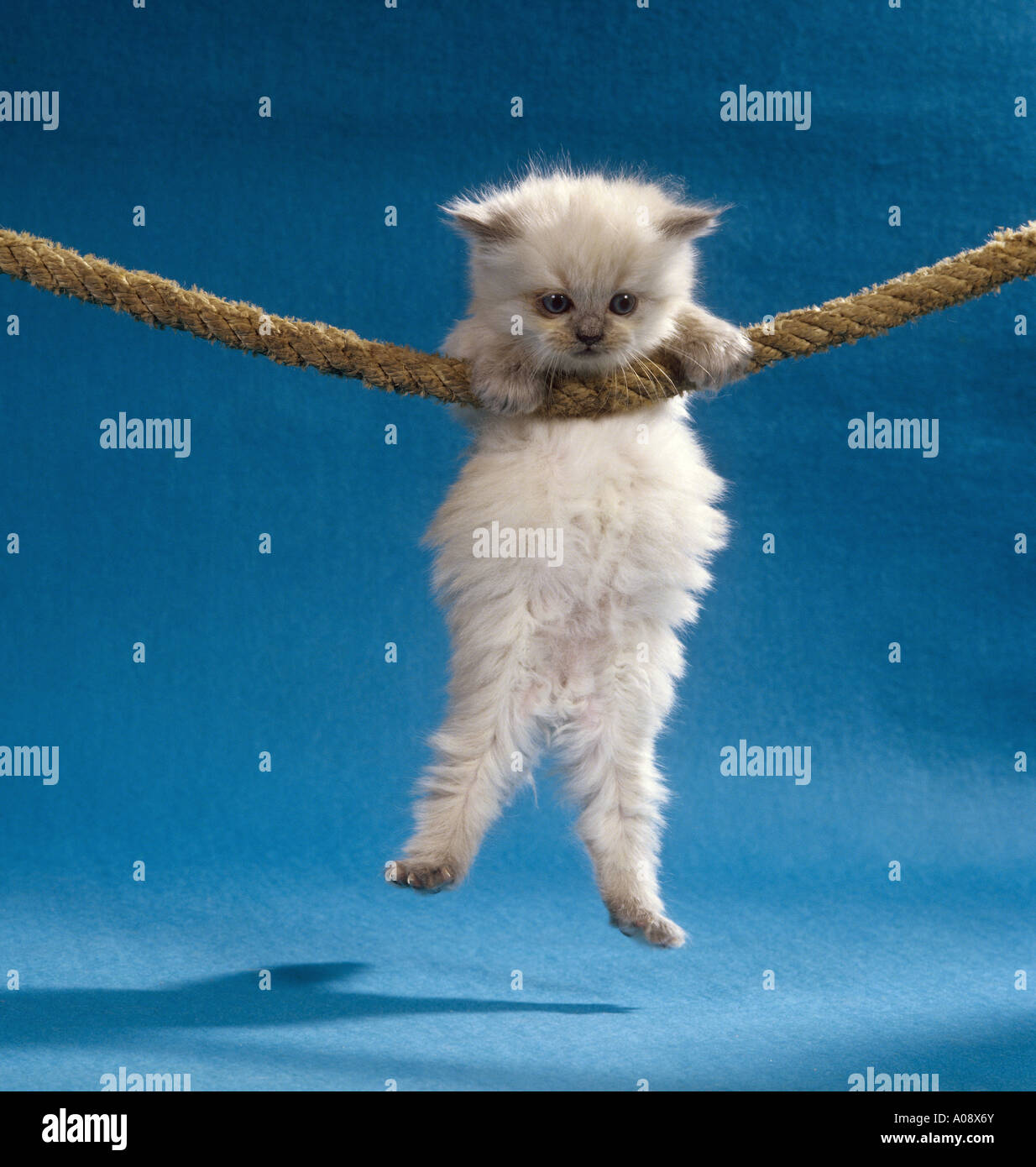 Persian kitten hanging on rope Stock Photo - Alamy