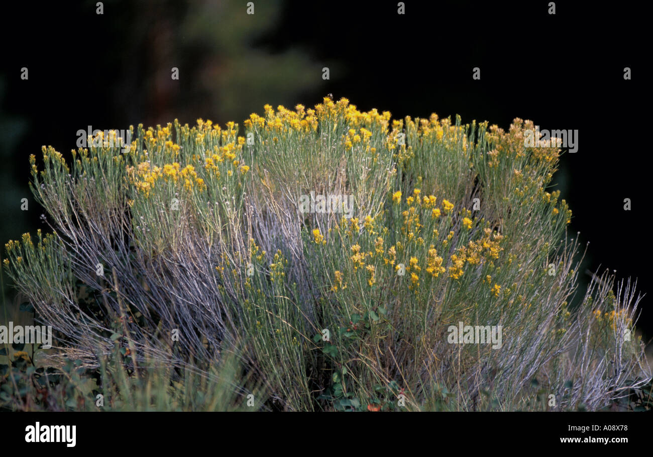 Yellow flowers of Yellowstone Stock Photo - Alamy