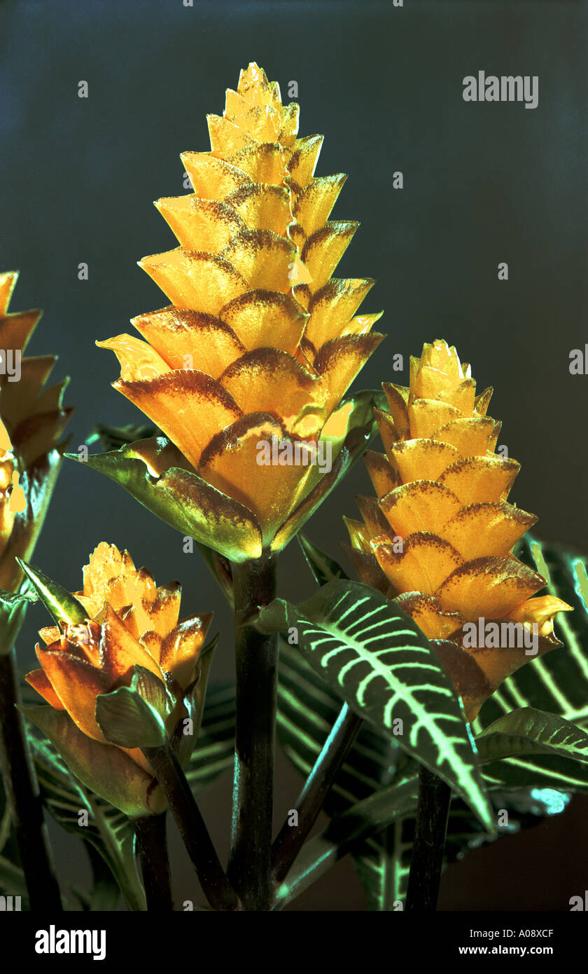 Apical inflorescence hi-res stock photography and images - Alamy