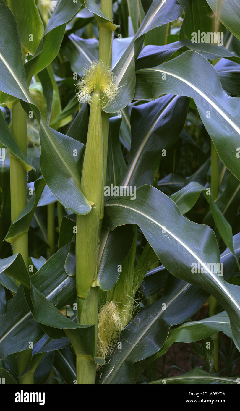 corn on the cob growing Stock Photo - Alamy