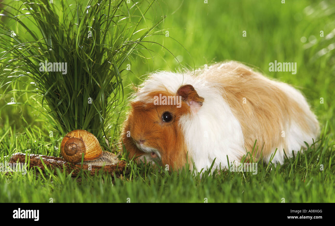 Wild Guinea Pig High Resolution Stock Photography and Images - Alamy