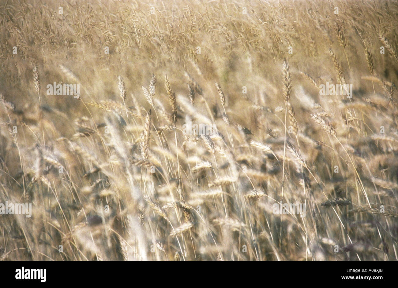 Wheat cornfield. Multiple exposure. Altai. Siberia. Russia Stock Photo ...