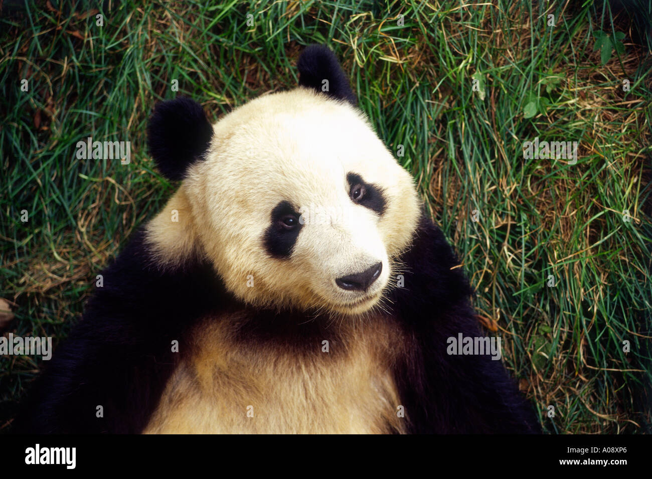 China, Giant Panda Stock Photo - Alamy