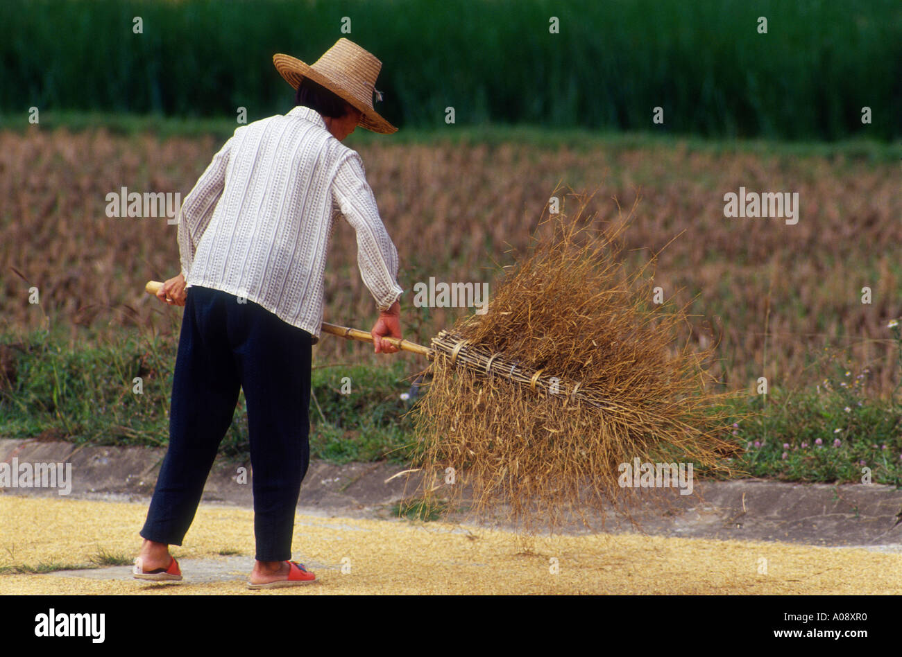 Rice fields china workers hi-res stock photography and images - Alamy