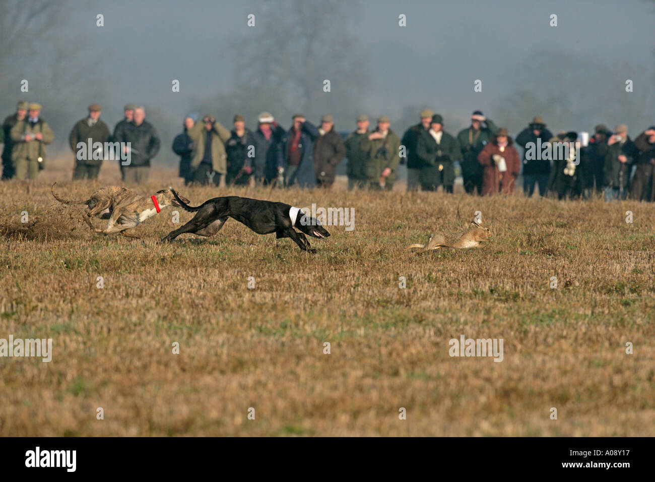 BROWN HARE Lepus europaeus hare coursing event Stock Photo - Alamy