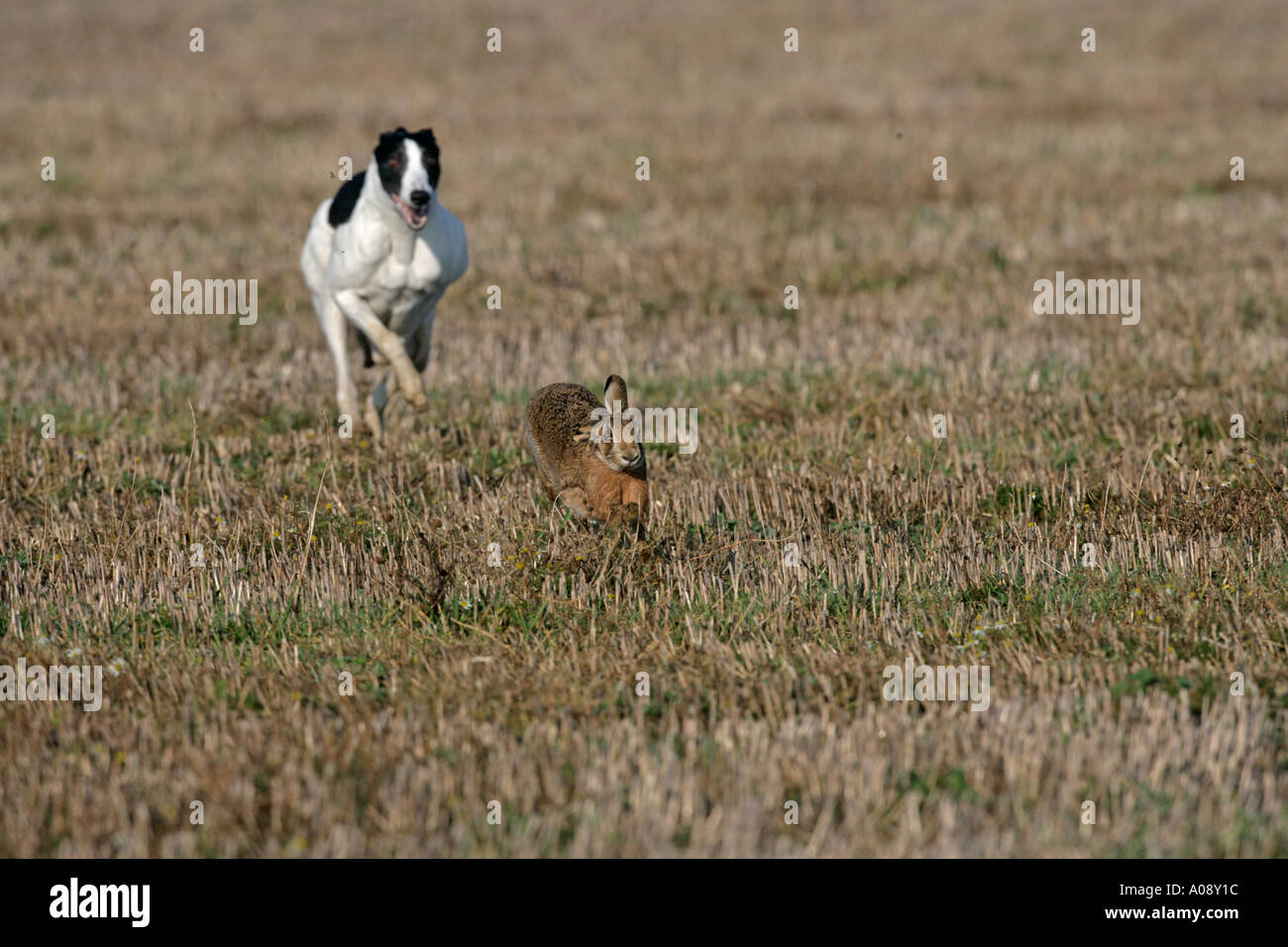 BROWN HARE Lepus europaeus hare coursing event Stock Photo - Alamy