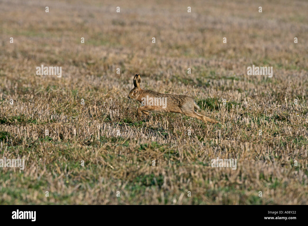 BROWN HARE Lepus europaeus hare coursing event Stock Photo - Alamy