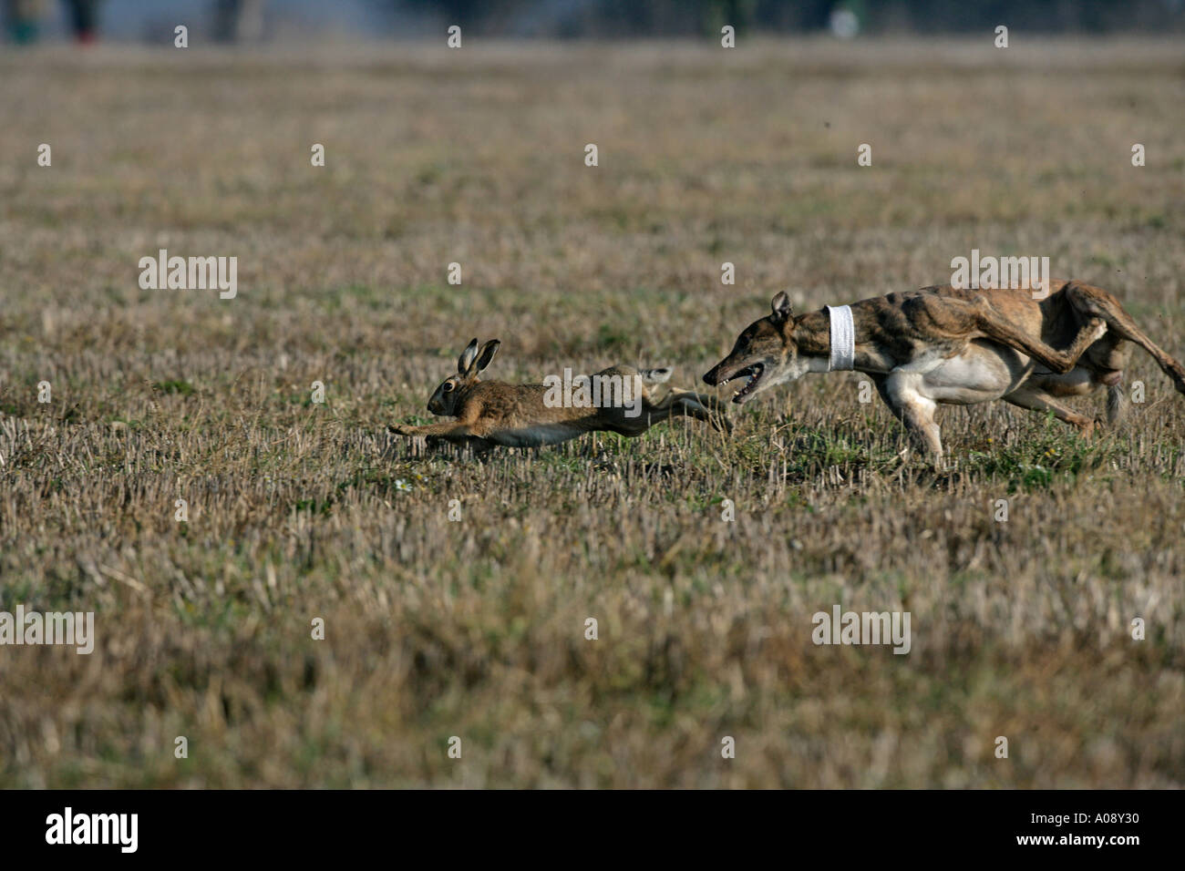 BROWN HARE Lepus europaeus hare coursing event Stock Photo - Alamy