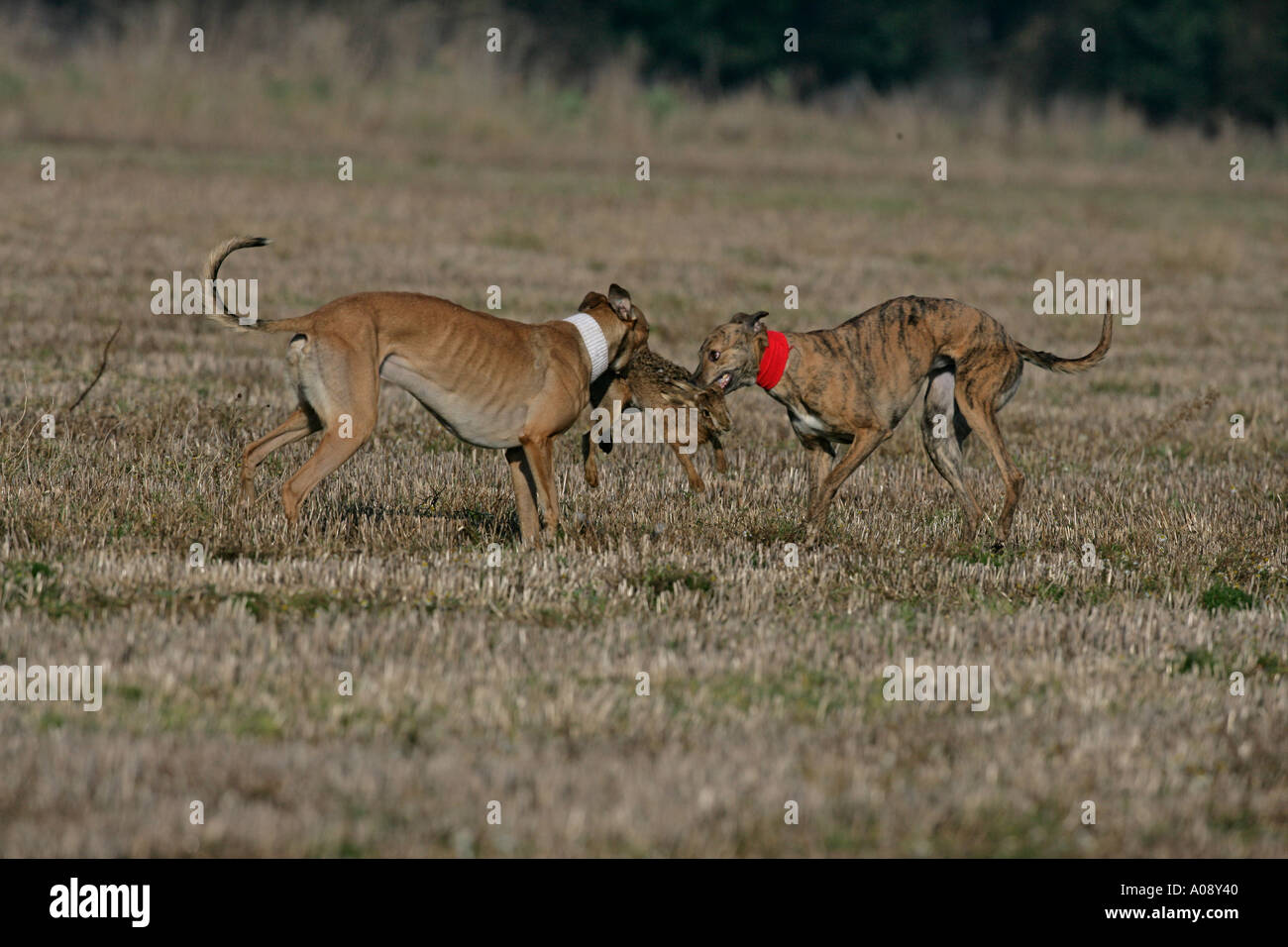 BROWN HARE Lepus europaeus hare coursing event Stock Photo - Alamy