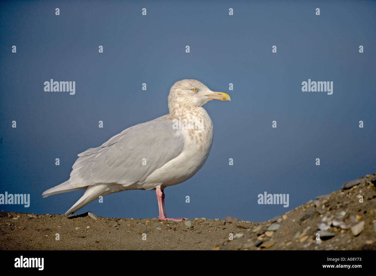 Hyperboreus hi-res stock photography and images - Alamy