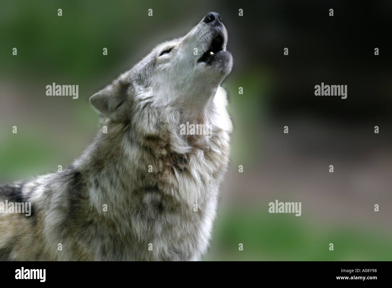 Gray wolf canis lupus Alberta Canada North America Stock Photo - Alamy