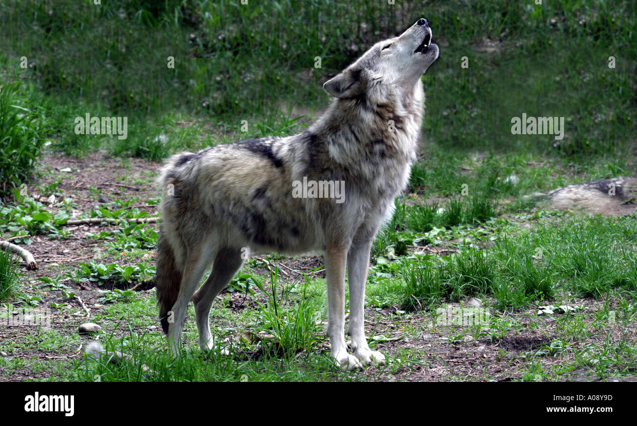 Wolf Pouncing On Prey