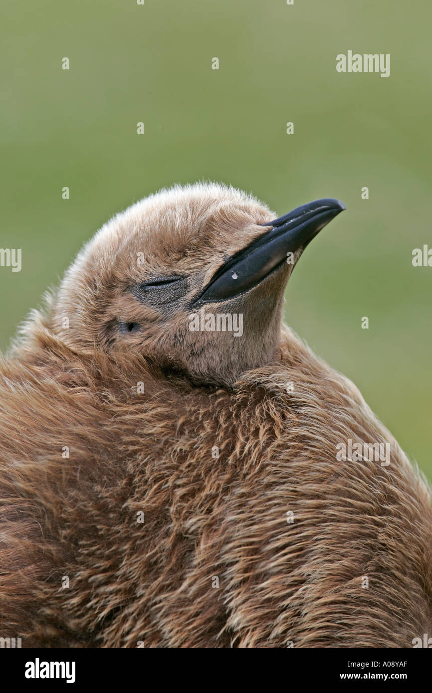 KING PENGUIN Aptenodytes patagonicus Stock Photo - Alamy