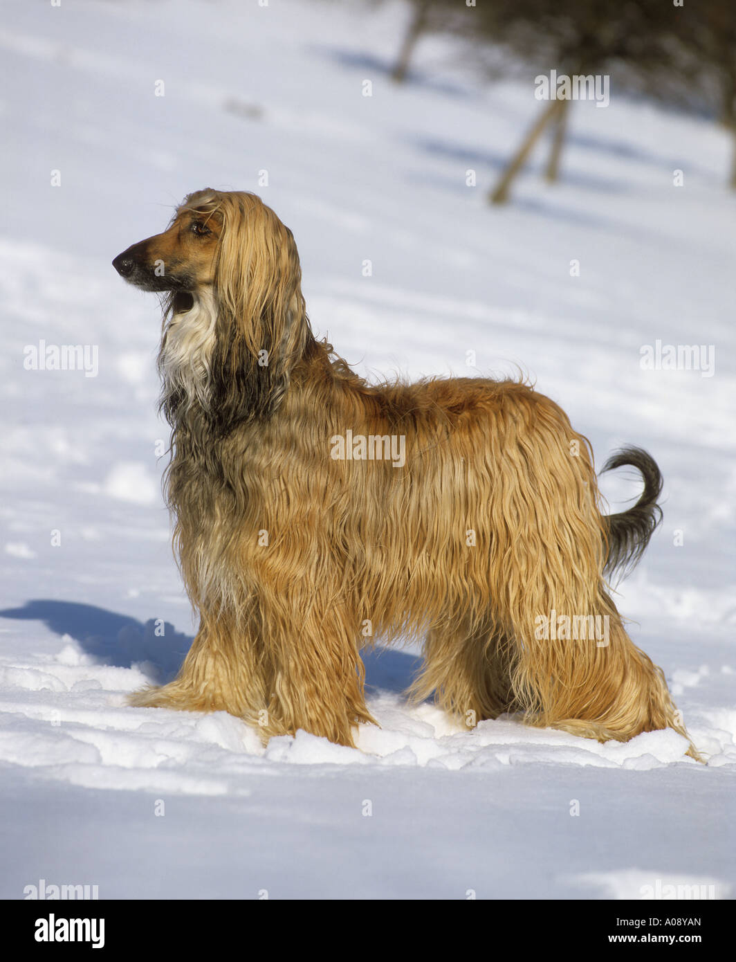 Afghan hound dog snow hi-res stock photography and images - Alamy