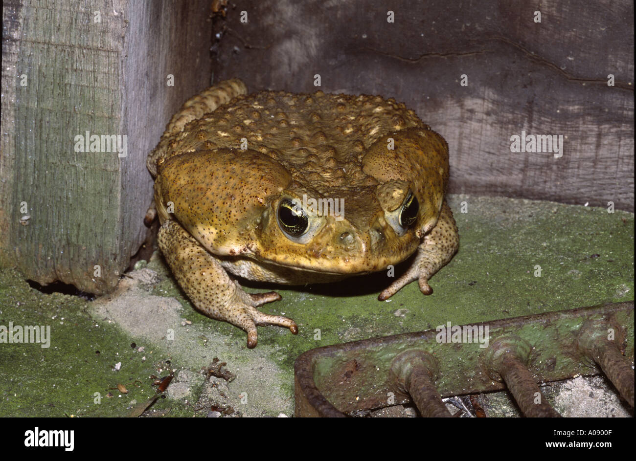 Giant Toad Bufo marinus Stock Photo - Alamy
