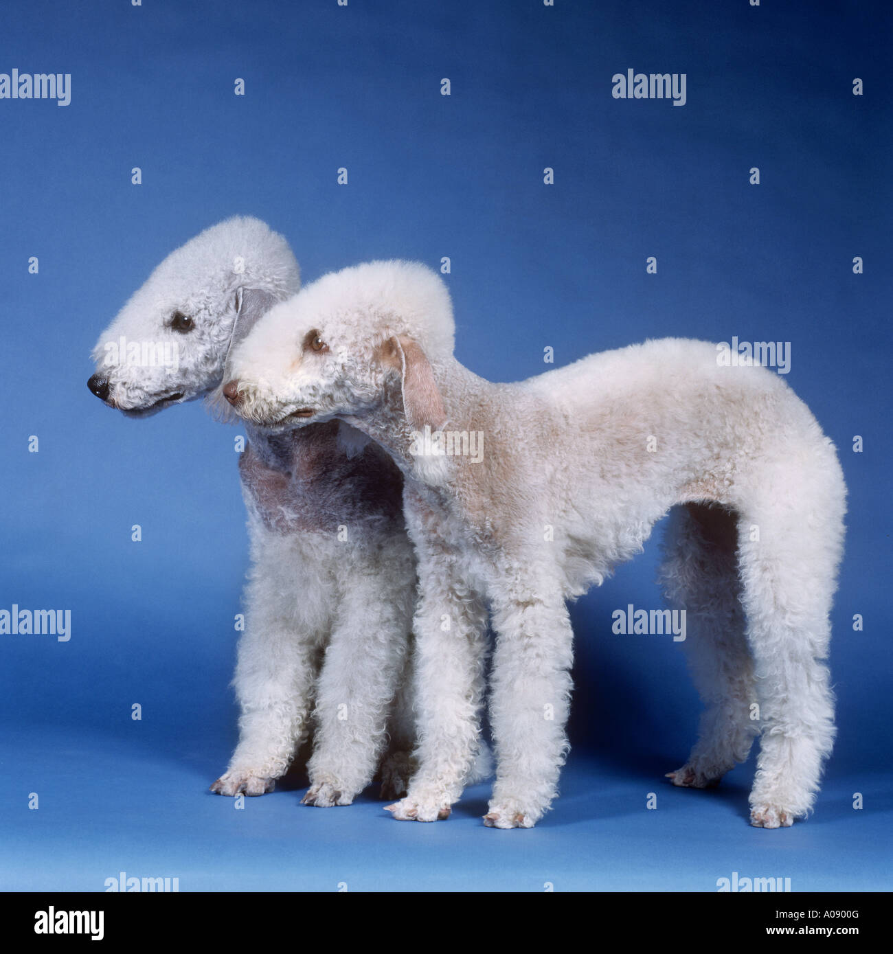 Bedlington hi-res stock photography and images - Alamy