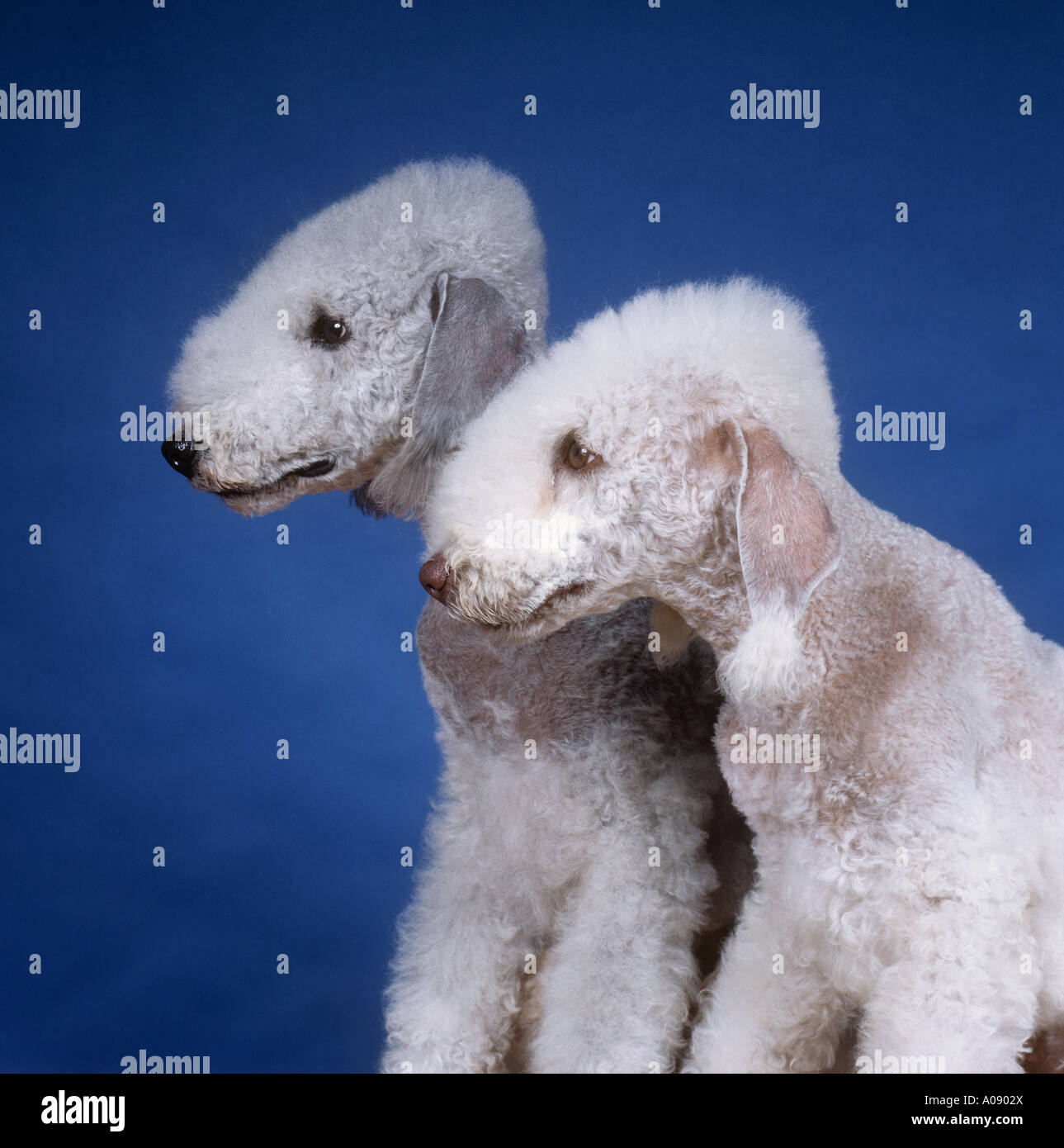 Portrait of two animals Cut Out Stock Images & Pictures - Alamy