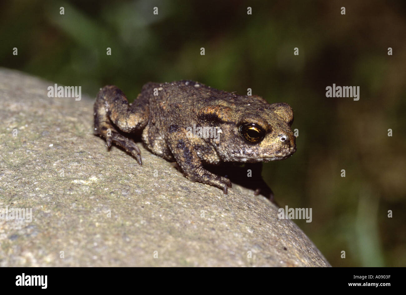 Common toadlet hi-res stock photography and images - Alamy
