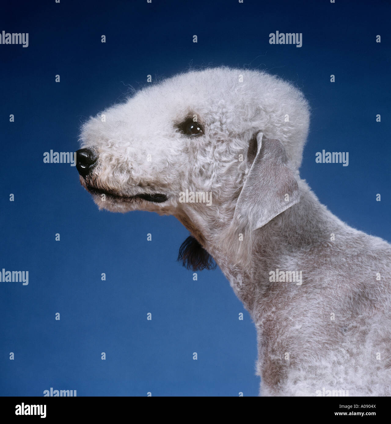 Bedlington terrier Cut Out Stock Images & Pictures - Alamy