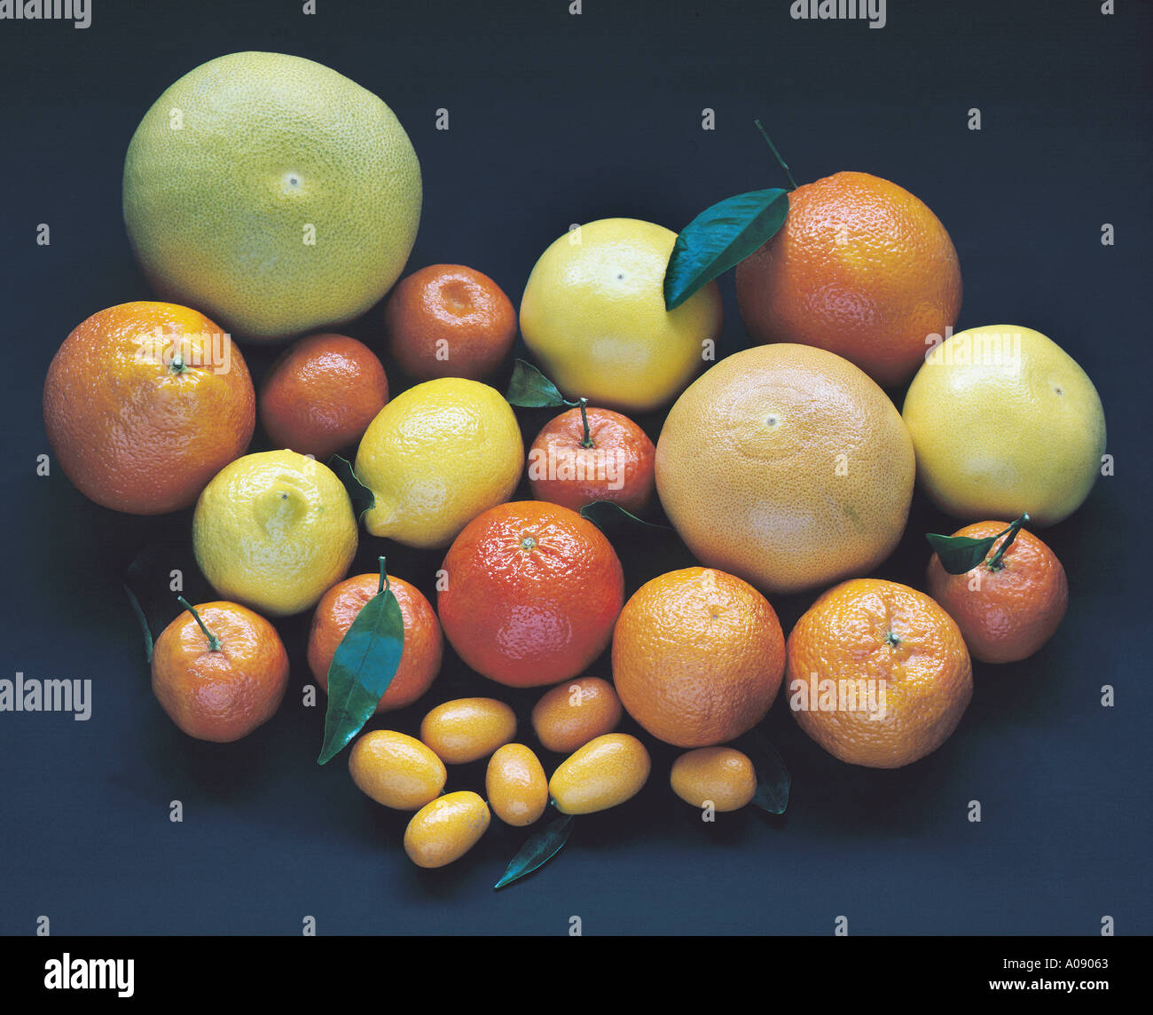 different lemon fruits lemon mandarin oranges grapefruit kumquat citrus ...