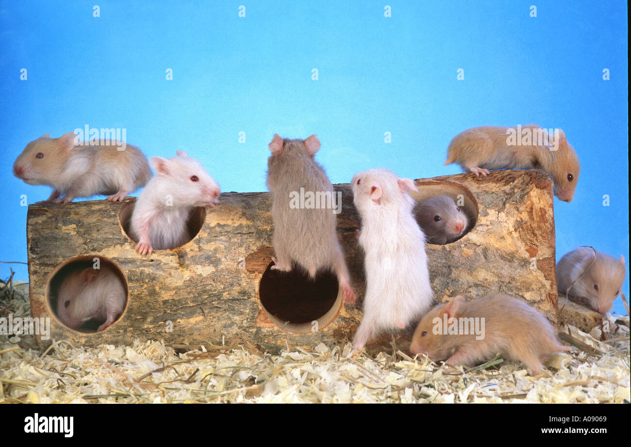 golden hamster adolescent group tree trunk with caves Stock Photo - Alamy