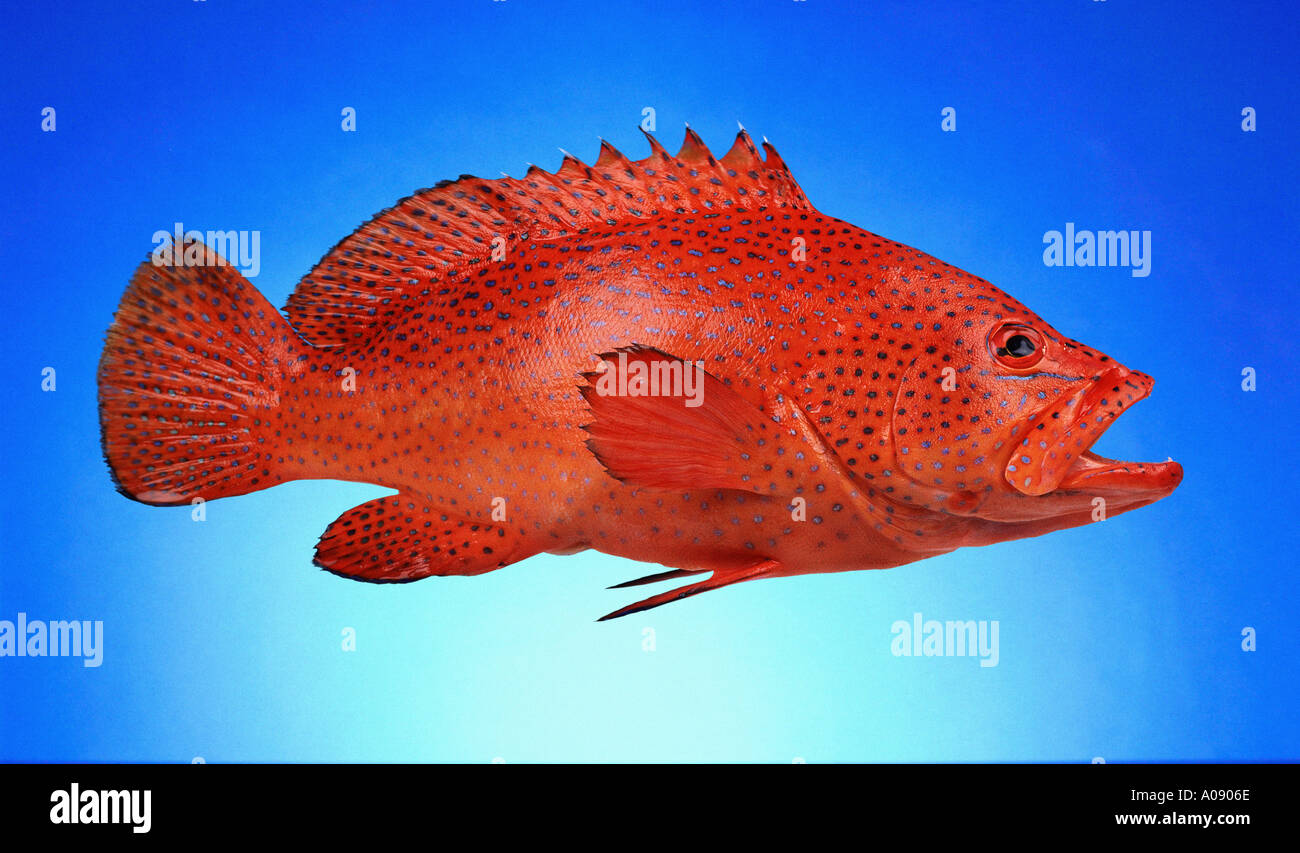 Mer Rouge Food at Douglas Sexton blog