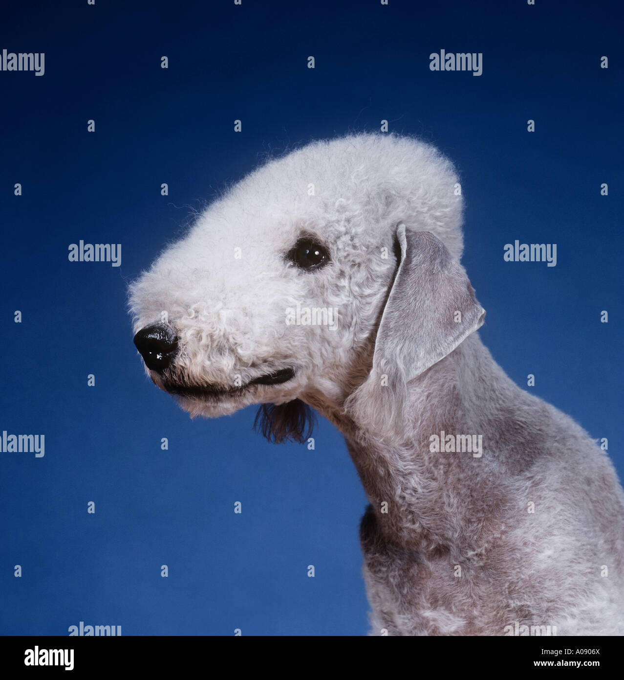 Bedlington terrier Cut Out Stock Images & Pictures - Alamy