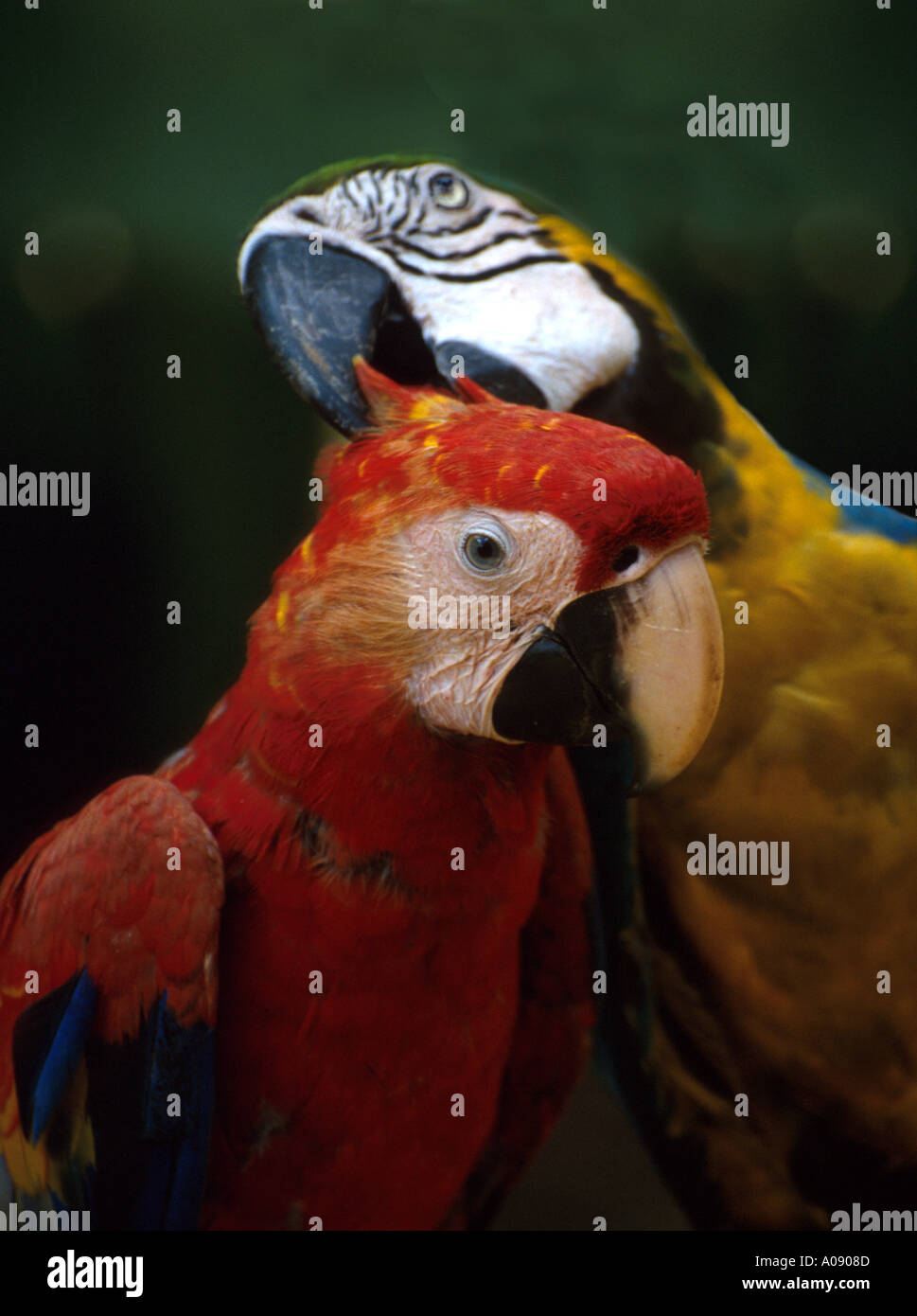 A Pair of Macaw Parrots Preening Stock Photo - Alamy