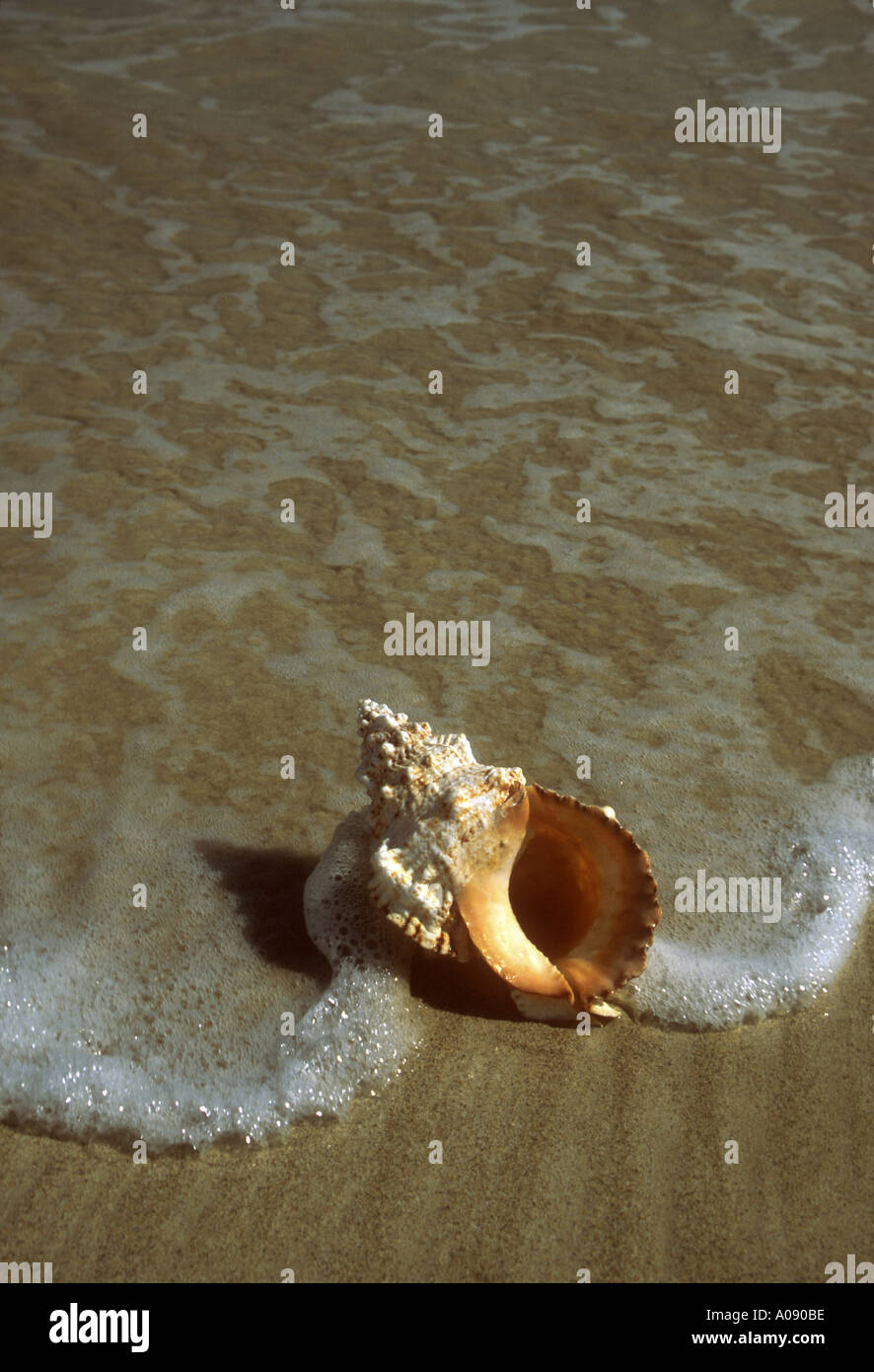 Seashell on Caribbean beach Stock Photo - Alamy