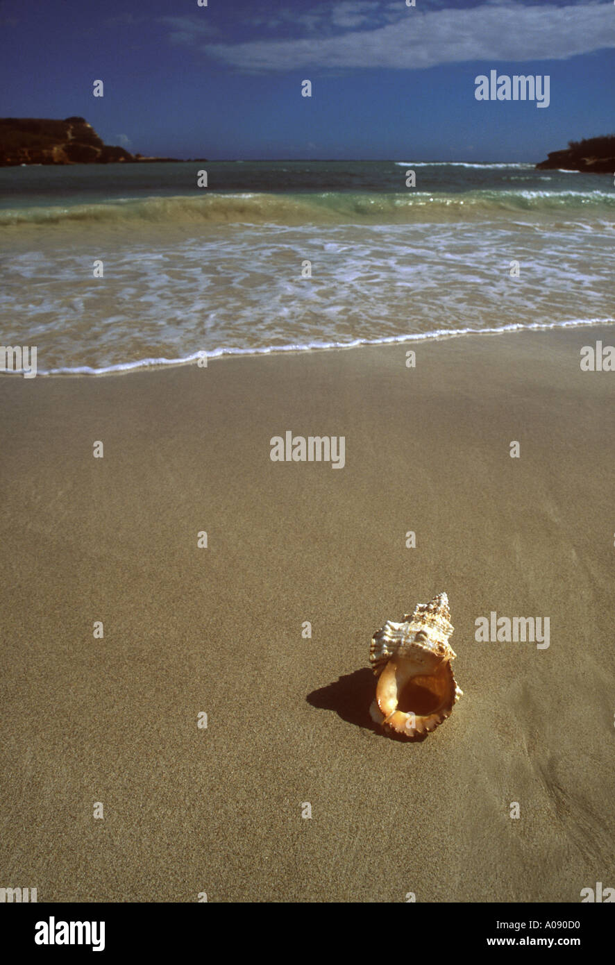 Seashell on Caribbean beach Stock Photo - Alamy
