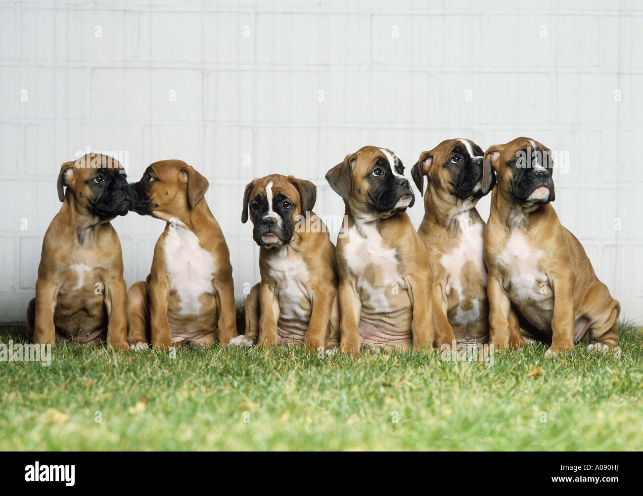 Group Boxer Dog Puppies High Resolution Stock Photography and Images ...