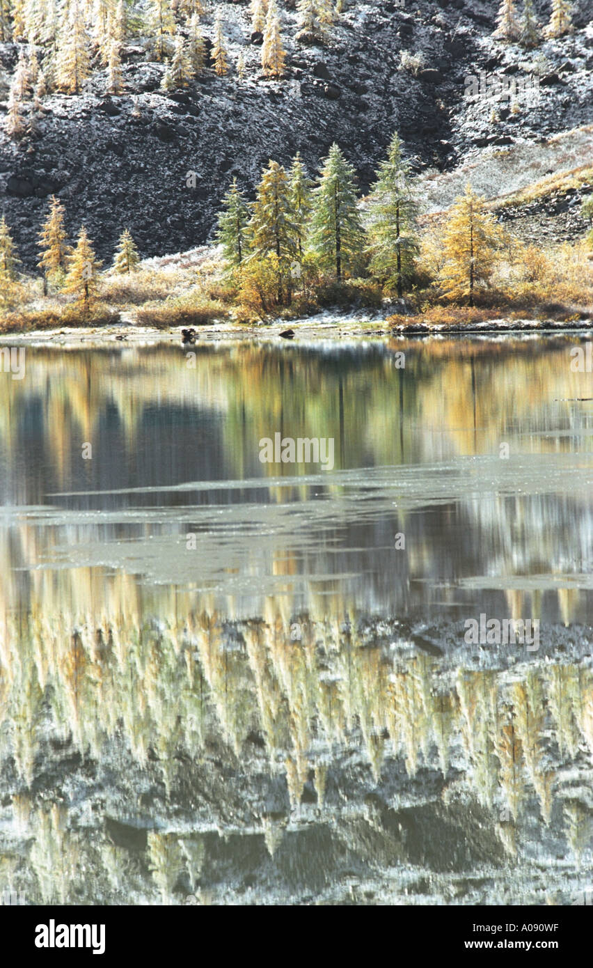 Larch limb hi-res stock photography and images - Alamy